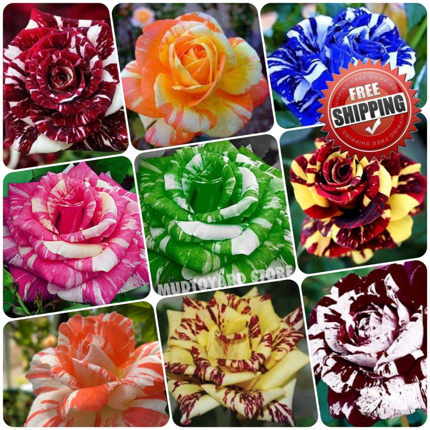 100pcs Hybrid Tiger Stripe Rose seeds Fragrant Striped rose seed Rosa Mundi