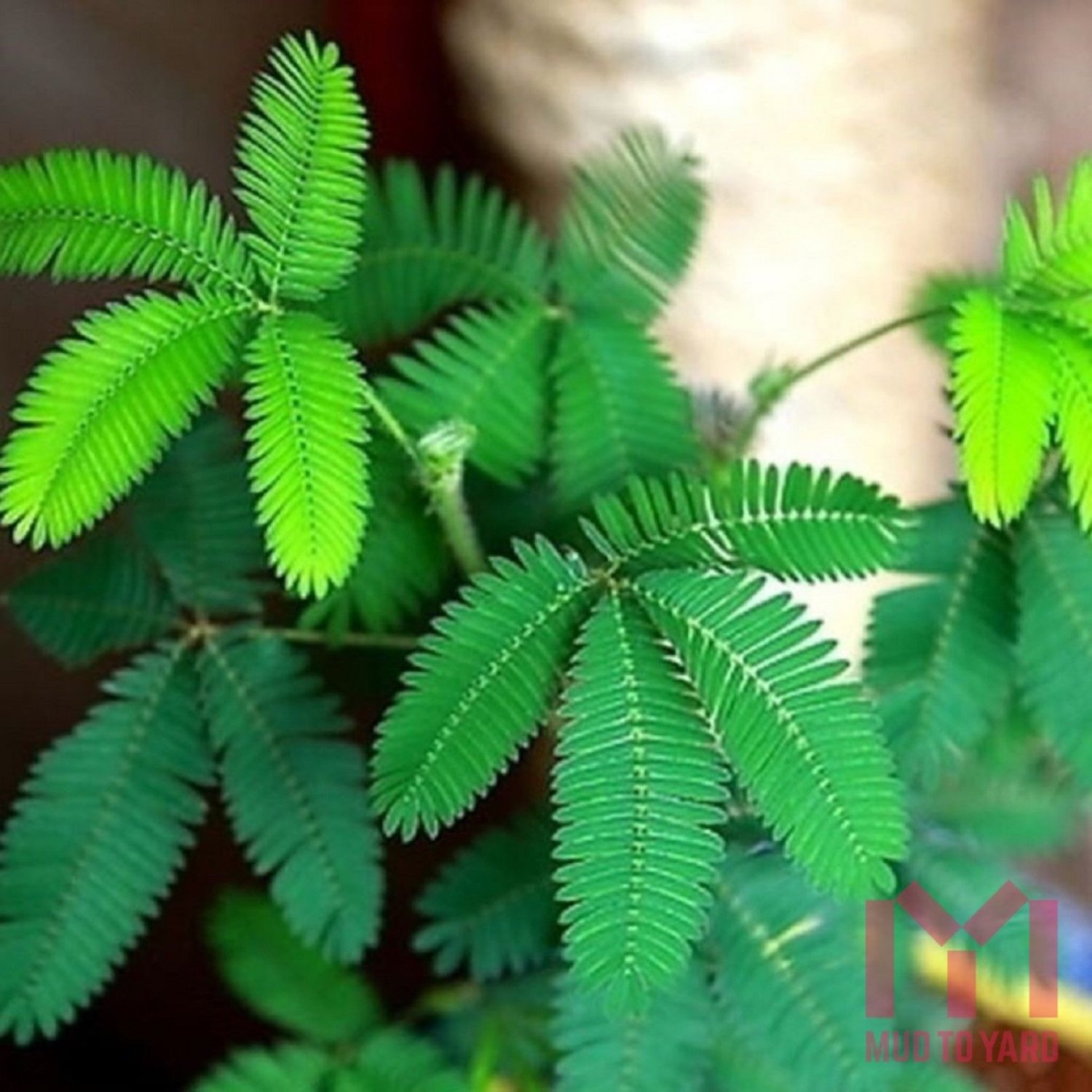 50 Shy Bashful Shrinking plant seed Mimosa Pudica sensitive sleepy ...
