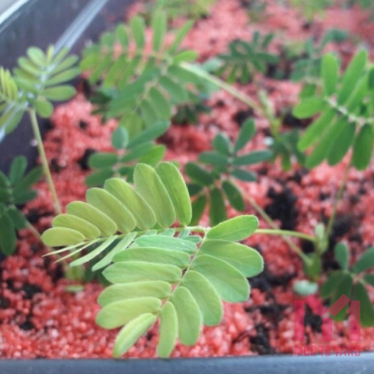 50 Shy Bashful Shrinking plant seed Mimosa Pudica sensitive sleepy ...