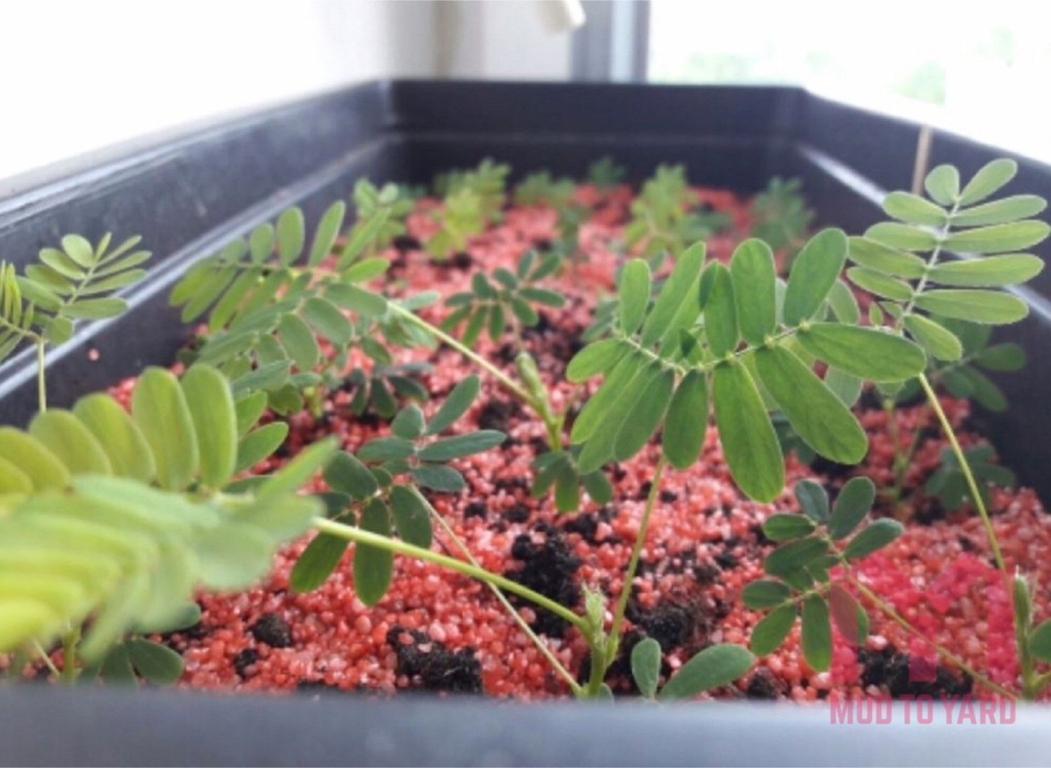 50 Shy Bashful Shrinking plant seed Mimosa Pudica sensitive sleepy ...