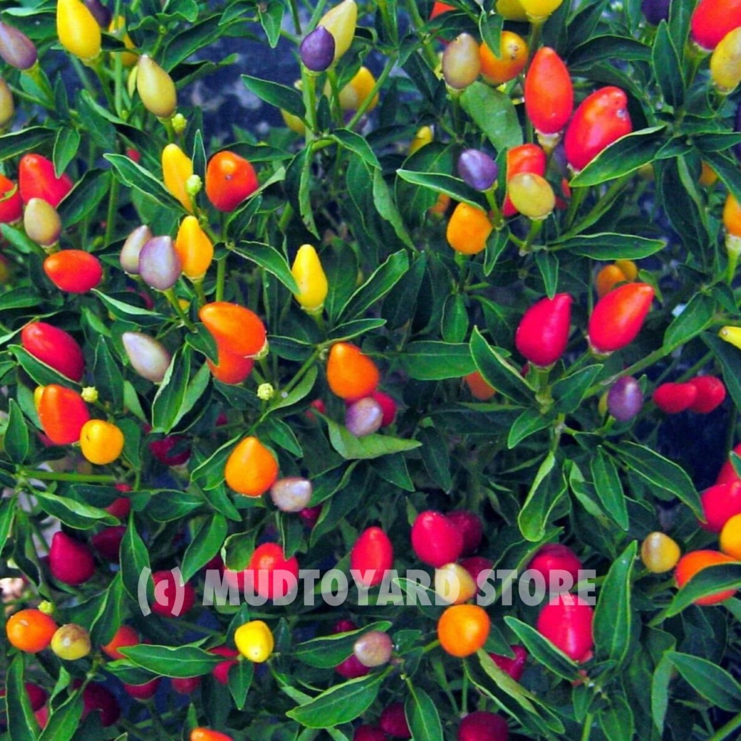 100pc Colourful Small chilli pepper seeds Capsicum Frutescens Rainbow ...