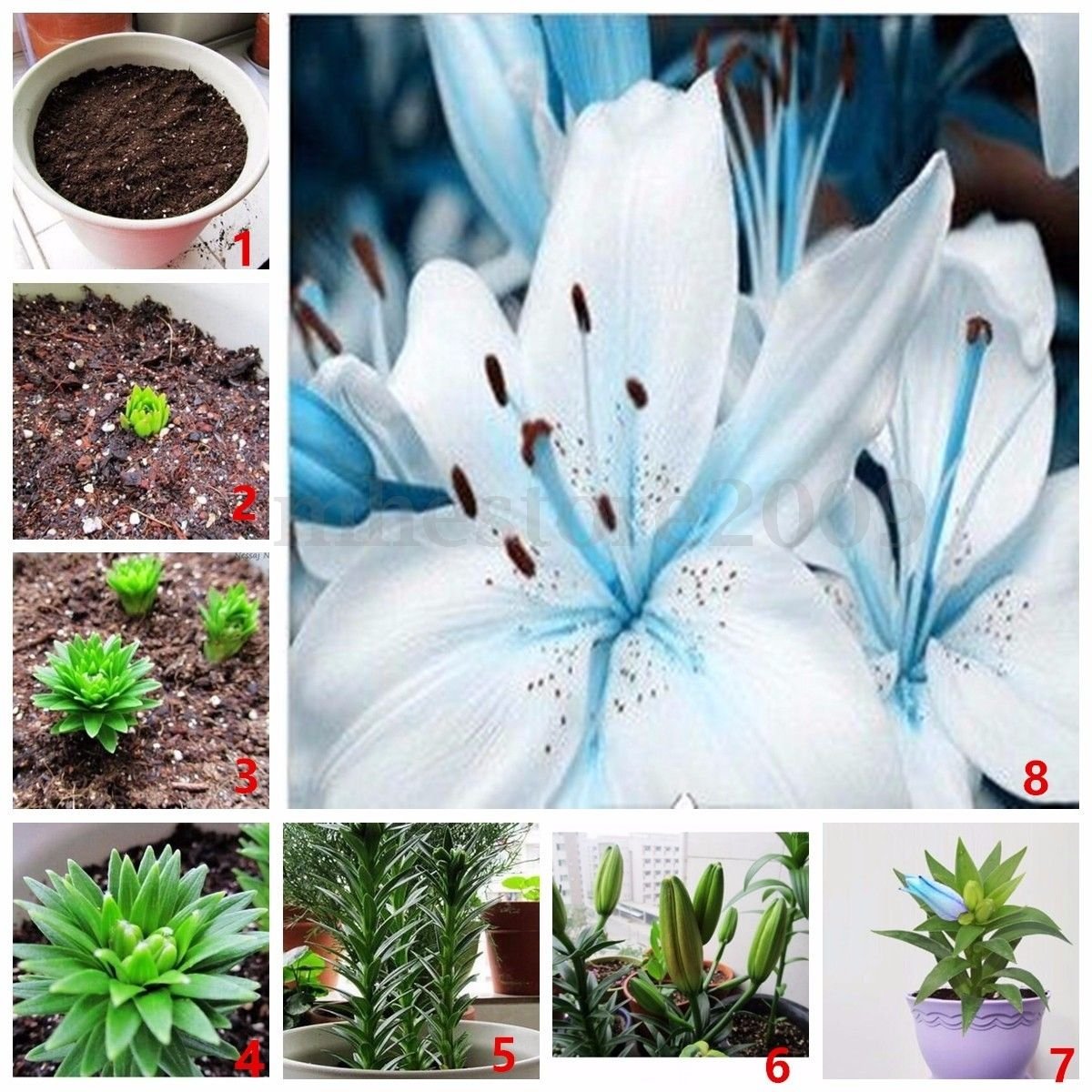 100 x Blue Rare Asiatic Lily Bulbs Seeds Planting Lilium Perfume Flower ...