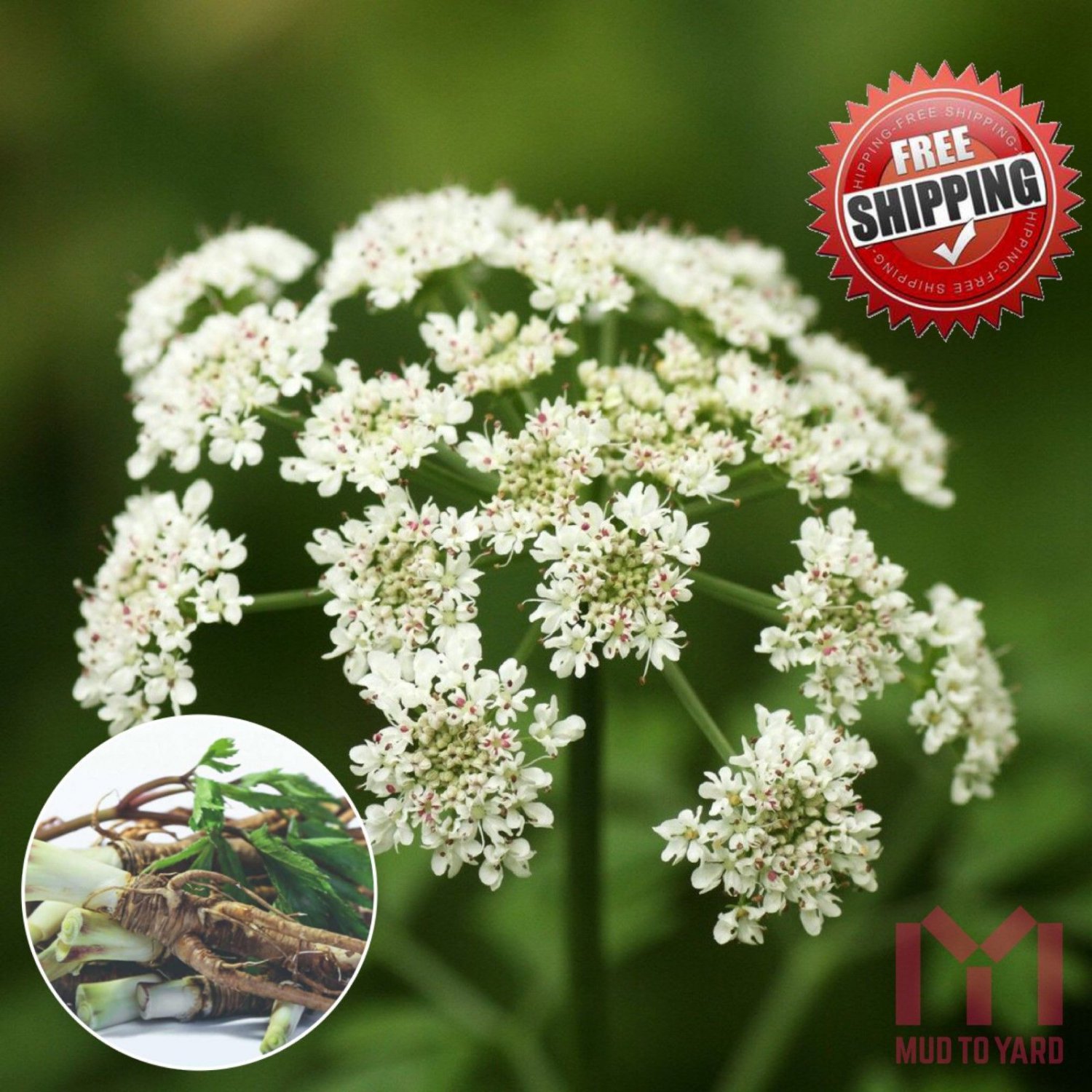 100pcs Angelica sinensis seeds Dang Gui Female Ginseng Chinese Medical ...