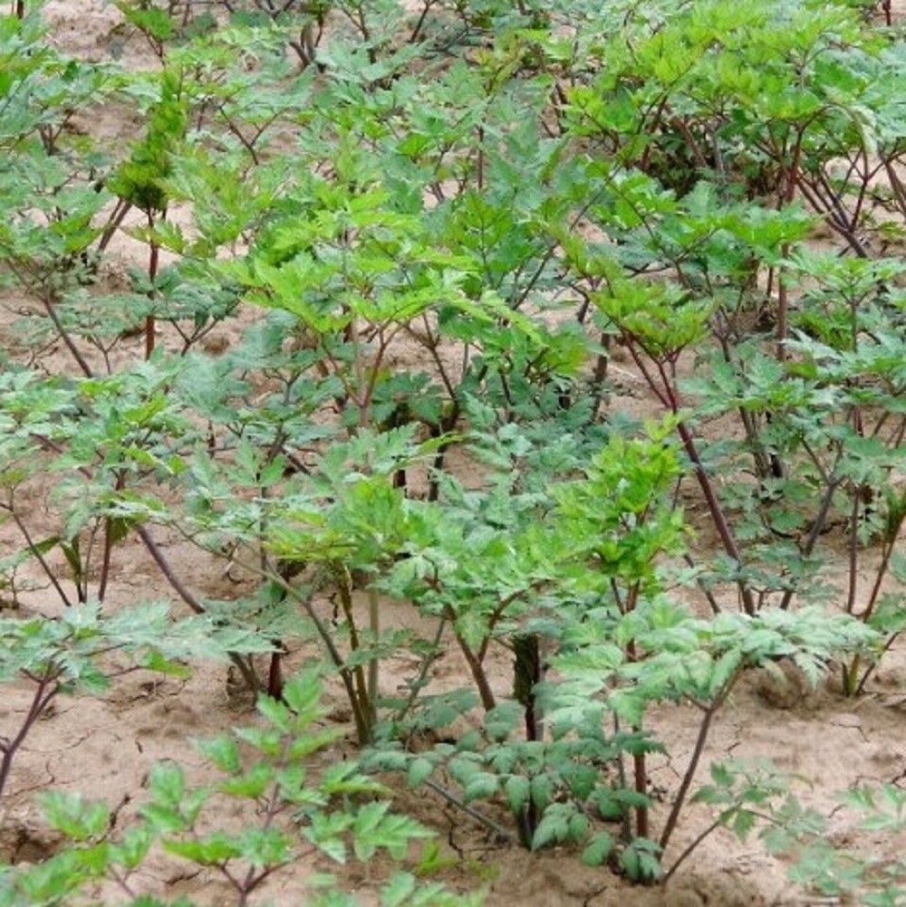 100pcs Angelica sinensis seeds Dang Gui Female Ginseng Chinese Medical ...