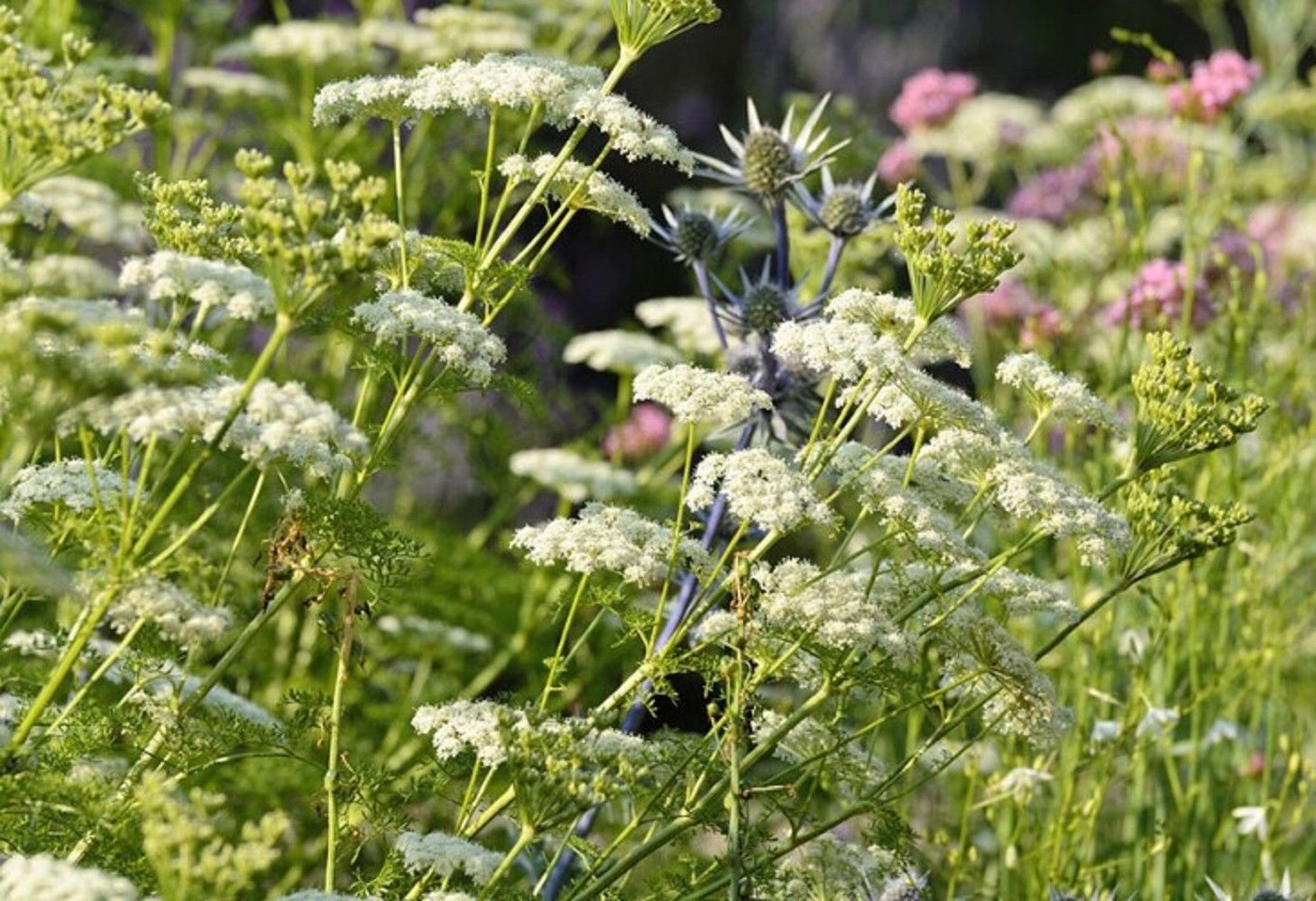 100pcs Angelica sinensis seeds Dang Gui Female Ginseng Chinese Medical ...