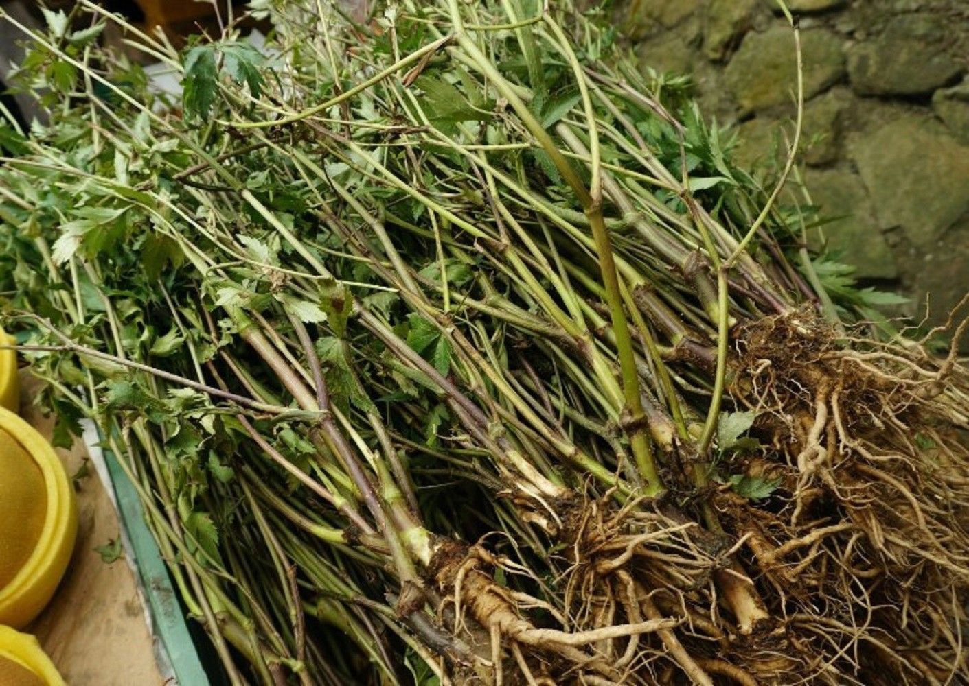 100pcs Angelica sinensis seeds Dang Gui Female Ginseng Chinese Medical ...