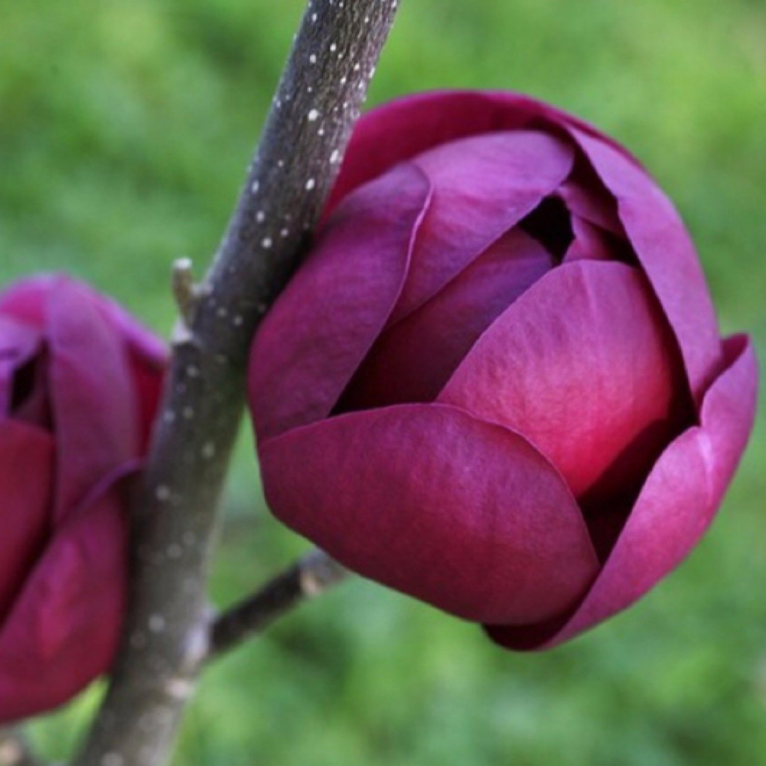 10pc Rare Deep Purple Black Magnolia Yulan Tree Flower Tulip Rose Tree ...