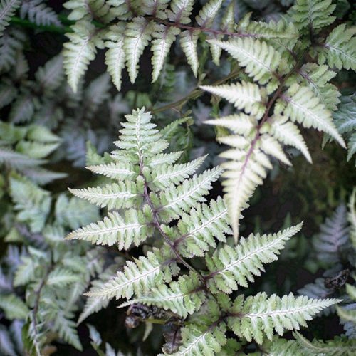 5 Japanese painted ferns - Evergreen Perennials - Athyrium nipponicum ...