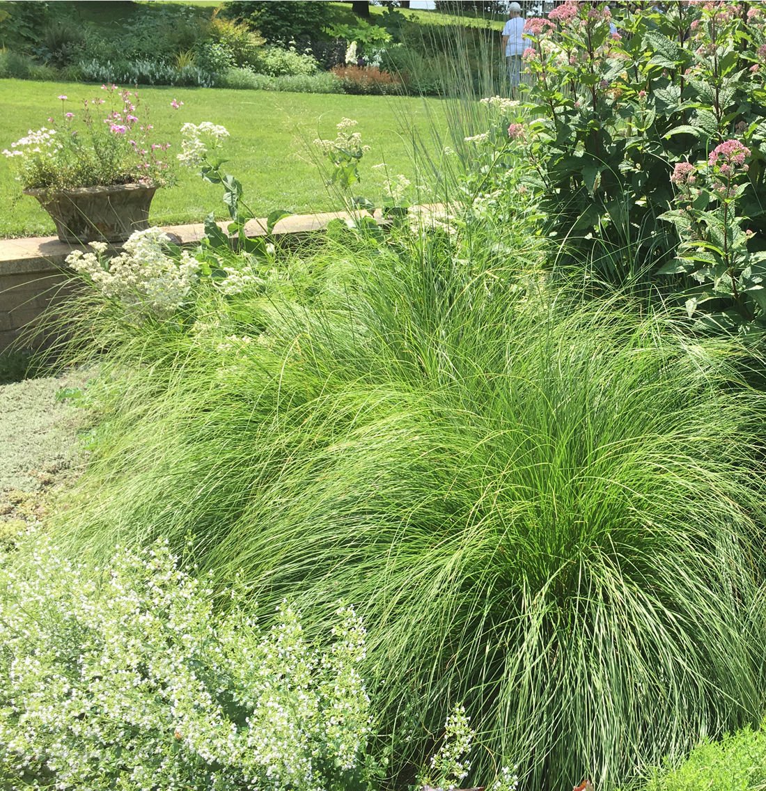 5 Prairie Dropseed - Sporobolus heterolepis - Deer resistant - Five ...