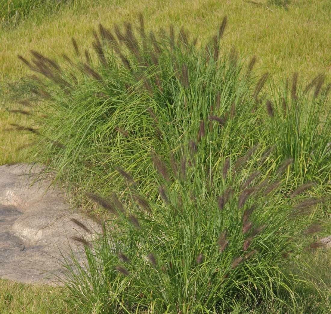 5 Black Fountain Grass - Pennisetum alopecuroides 'Moudry" - Five Live ...