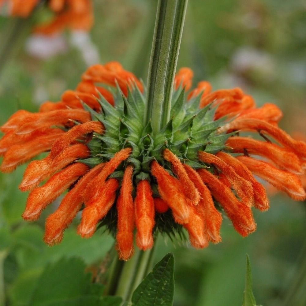 10 Leonotis Nepetifolia Unique Perennial Seeds For Planting #REG