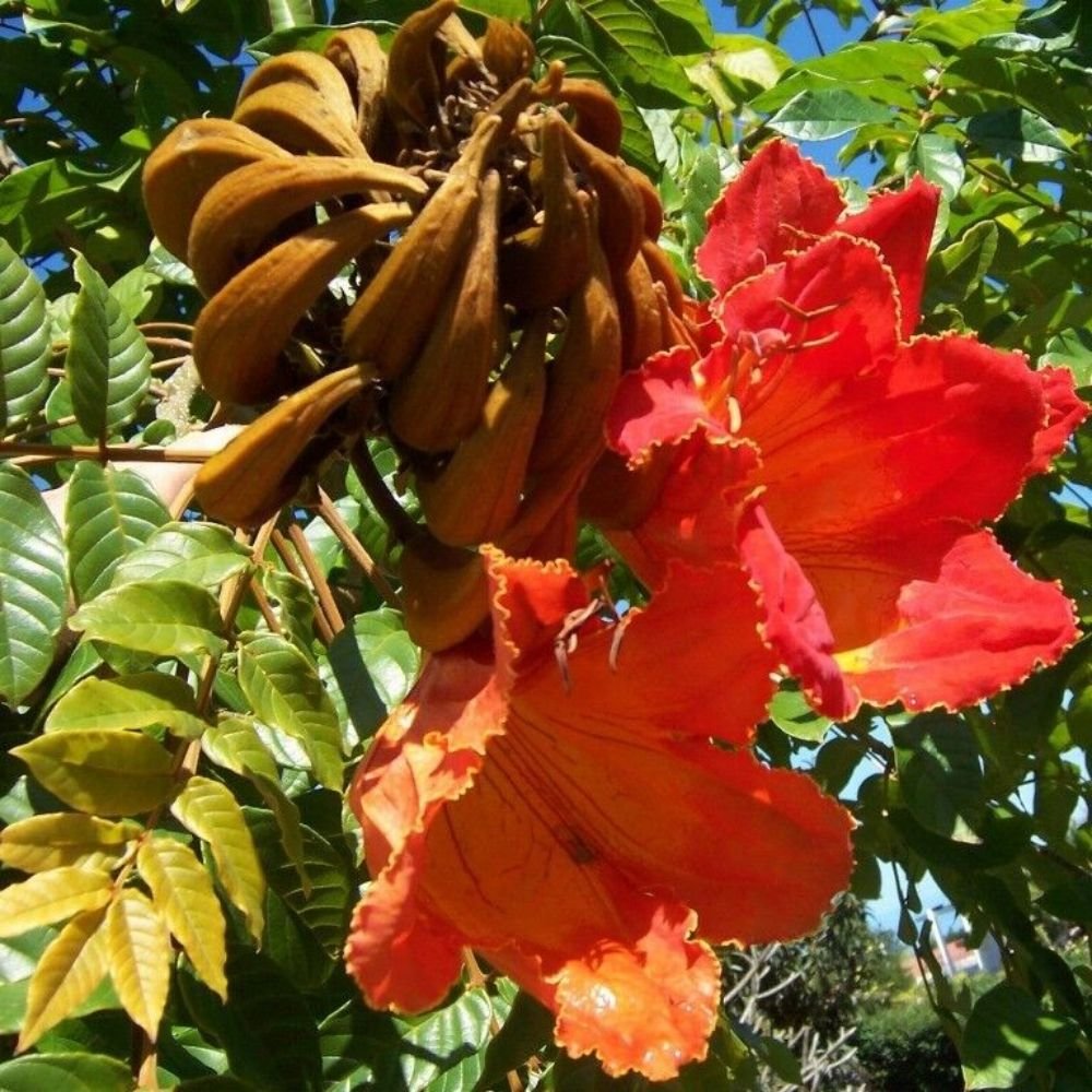 5 Spathodea Campanulata Unique Tree Seeds For Planting #REG