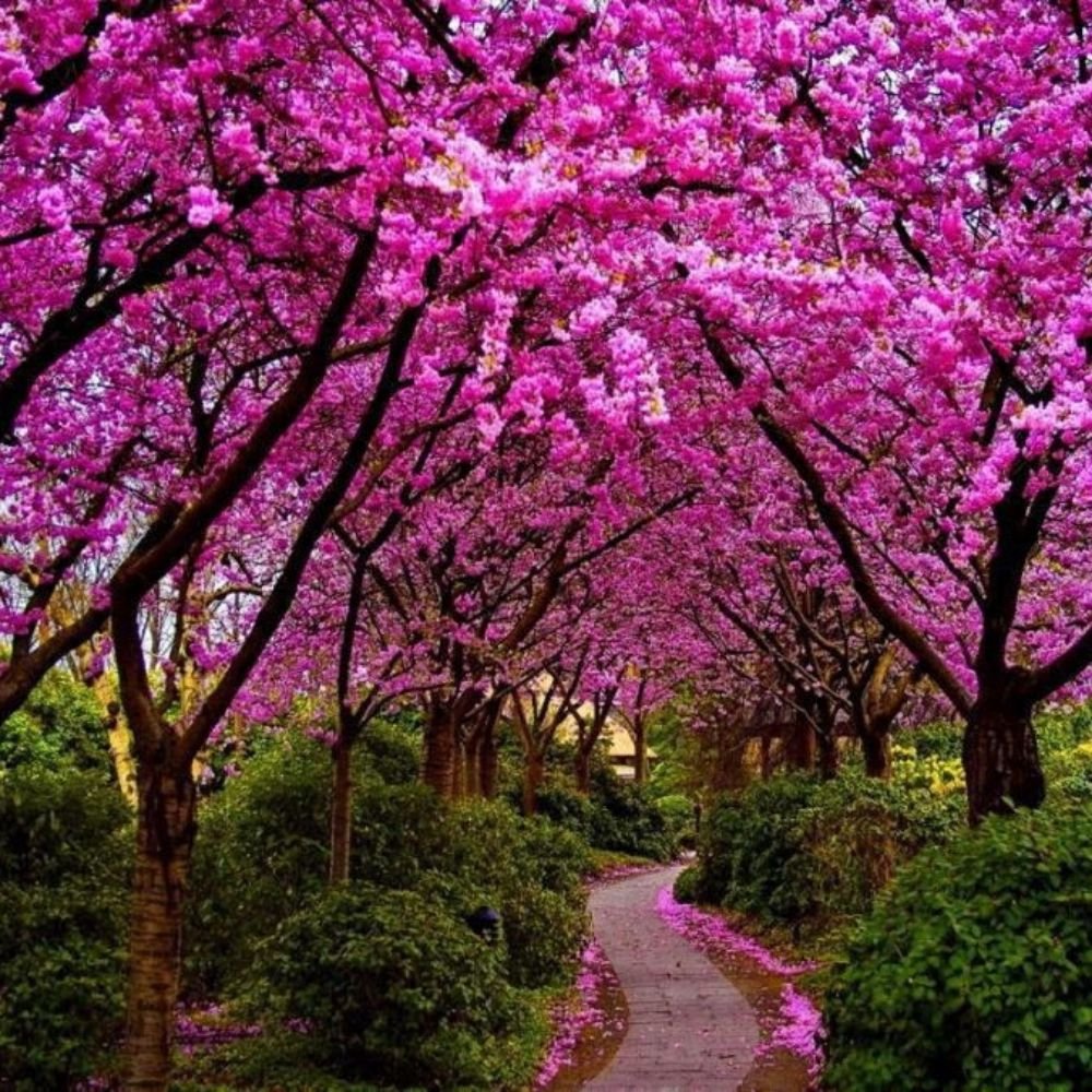 10 Cercis Siliquastrum Judas Tree Seeds For Planting