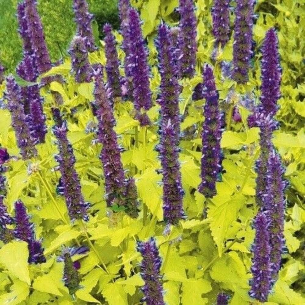 10 Agastache Foeniculum Golden Jubilee Golden Anise Hyssop Seeds For ...