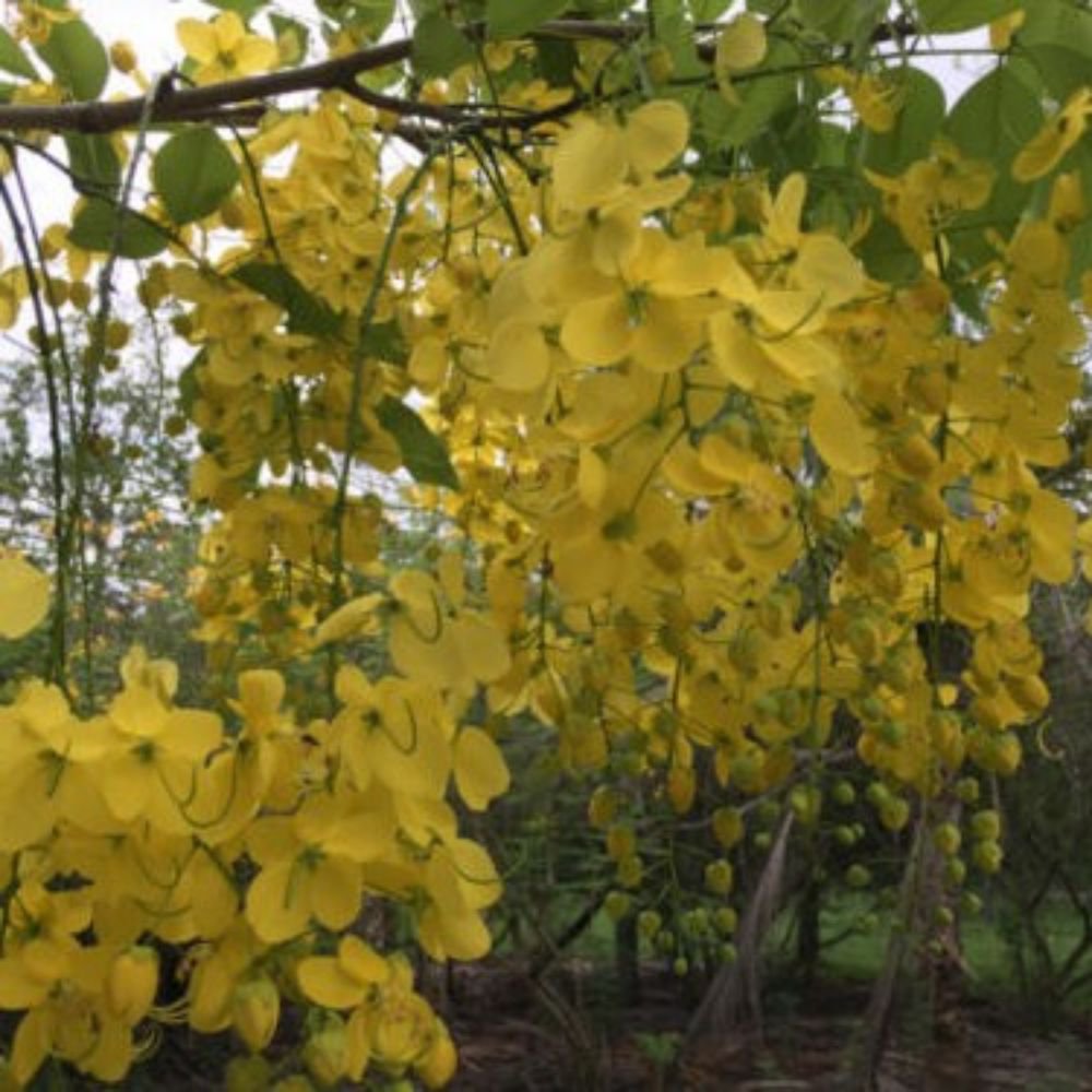 5 Cassia Fistula Golden Shower Tree Golden Yellow Flowers Seeds For Planting #REG