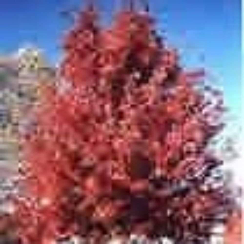 10 Acer Rubrum Red Sunset Red Maple Tree Seeds For Planting #REG