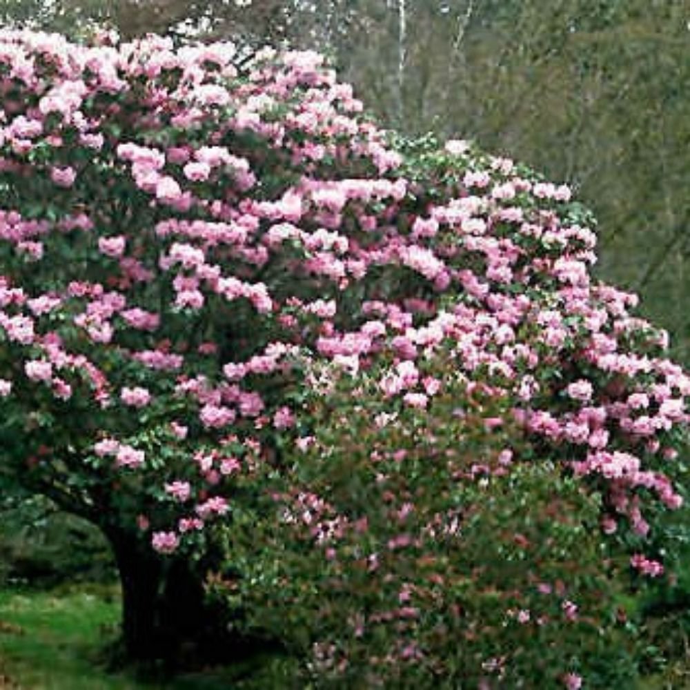 10 Rhododendron Fortunei Rhododendron Seeds For Planting