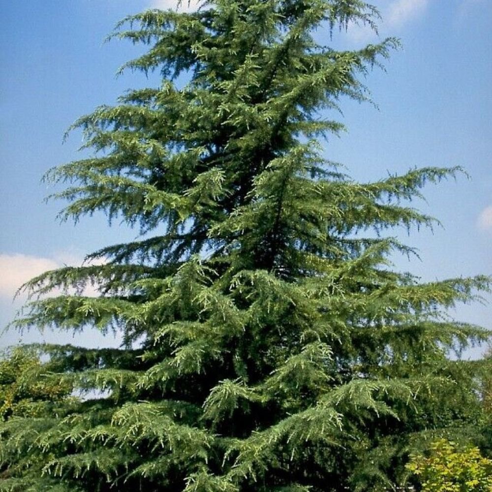 5 Cedrus Deodara Hardy Deodar Cedar Tree Seeds For Planting #REG