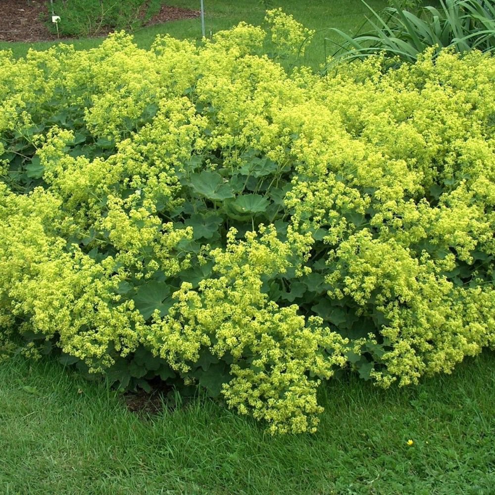 10 Alchemilla Mollis Lady's Mantle Perennial Seeds For Planting #REG