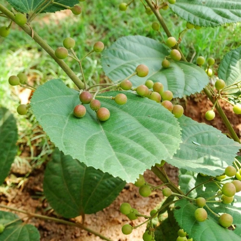 5 Grewia Optiva Bihul Unique Tree Seeds For Planting #REG
