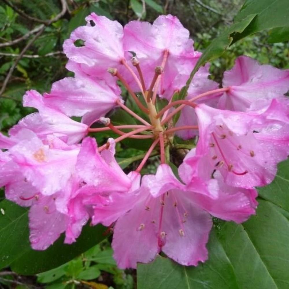 10 Rhododendron Macrophyllum Bigleaf Rhododendron Seeds For Planting #REG