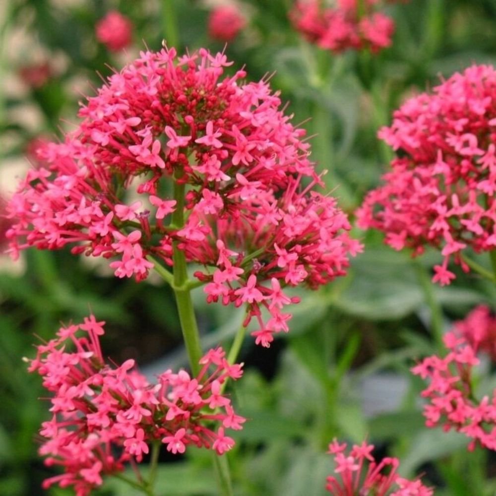 5 Centranthus Ruber Coccineus Jupiter's Beard Red Flowers Seeds For ...