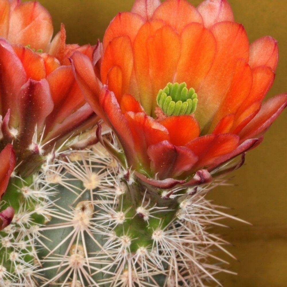 10 Echinocereus Polyacanthus Orange Red Hedgehog Cactus Hardy Seeds For ...