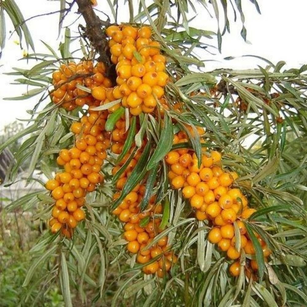 5 Hippophae Rhamnoides Buckthorn Shrub Seeds For Planting #REG