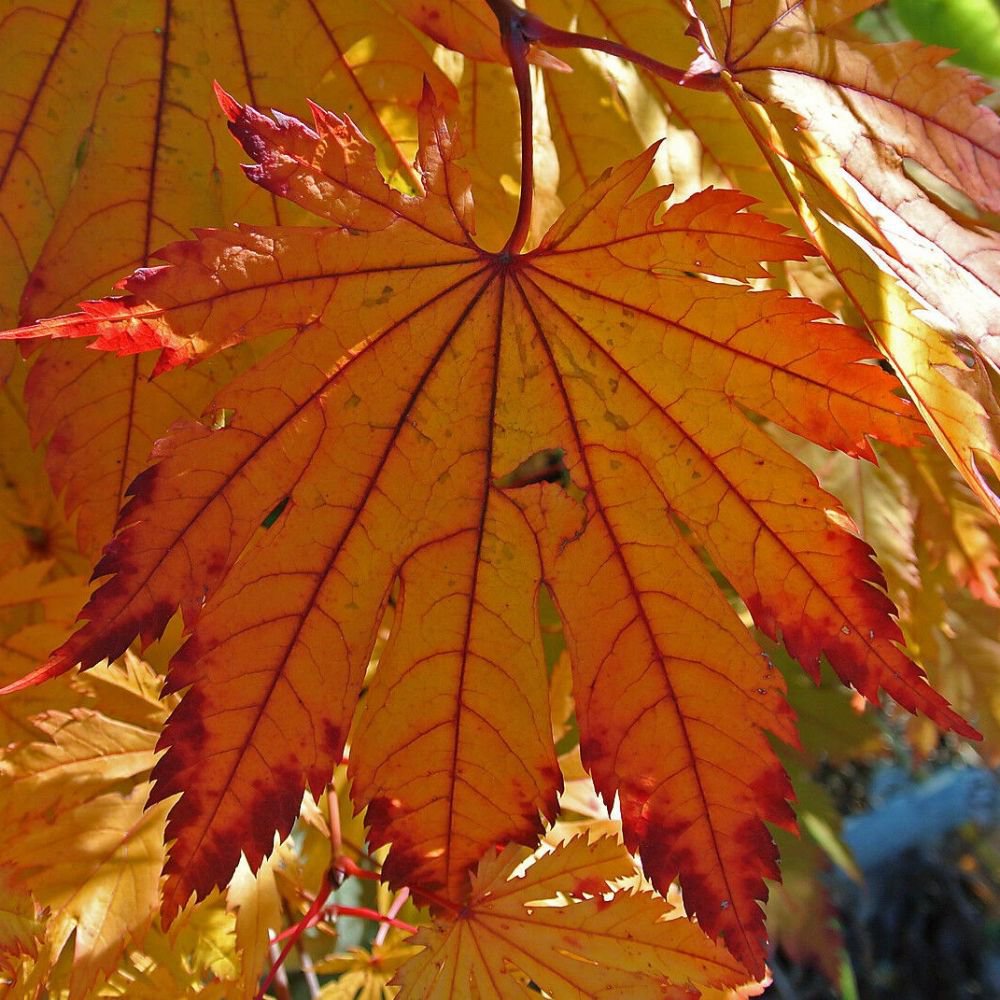 5 Acer Japonicum Meigetsu Japanese Fullmoon Maple Seeds For Planting #REG