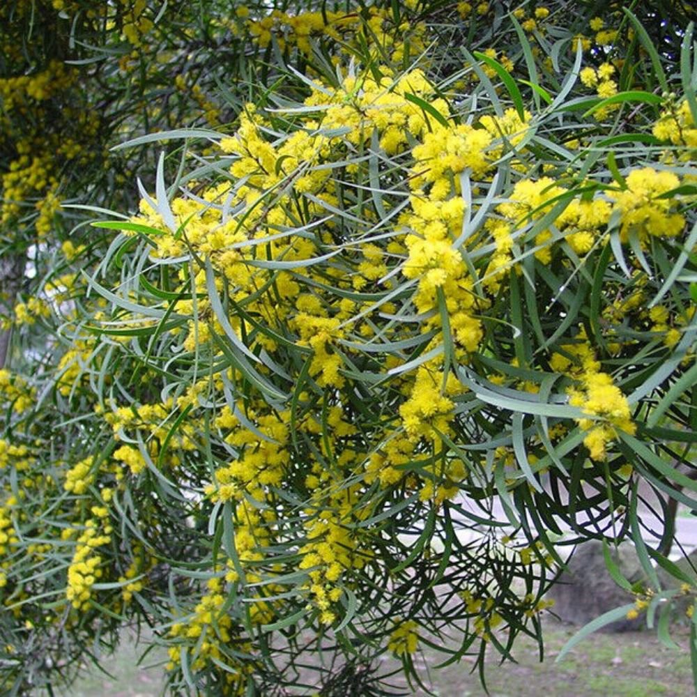 5 Acacia Confusa Hardy Acacia Seeds For Planting #REG