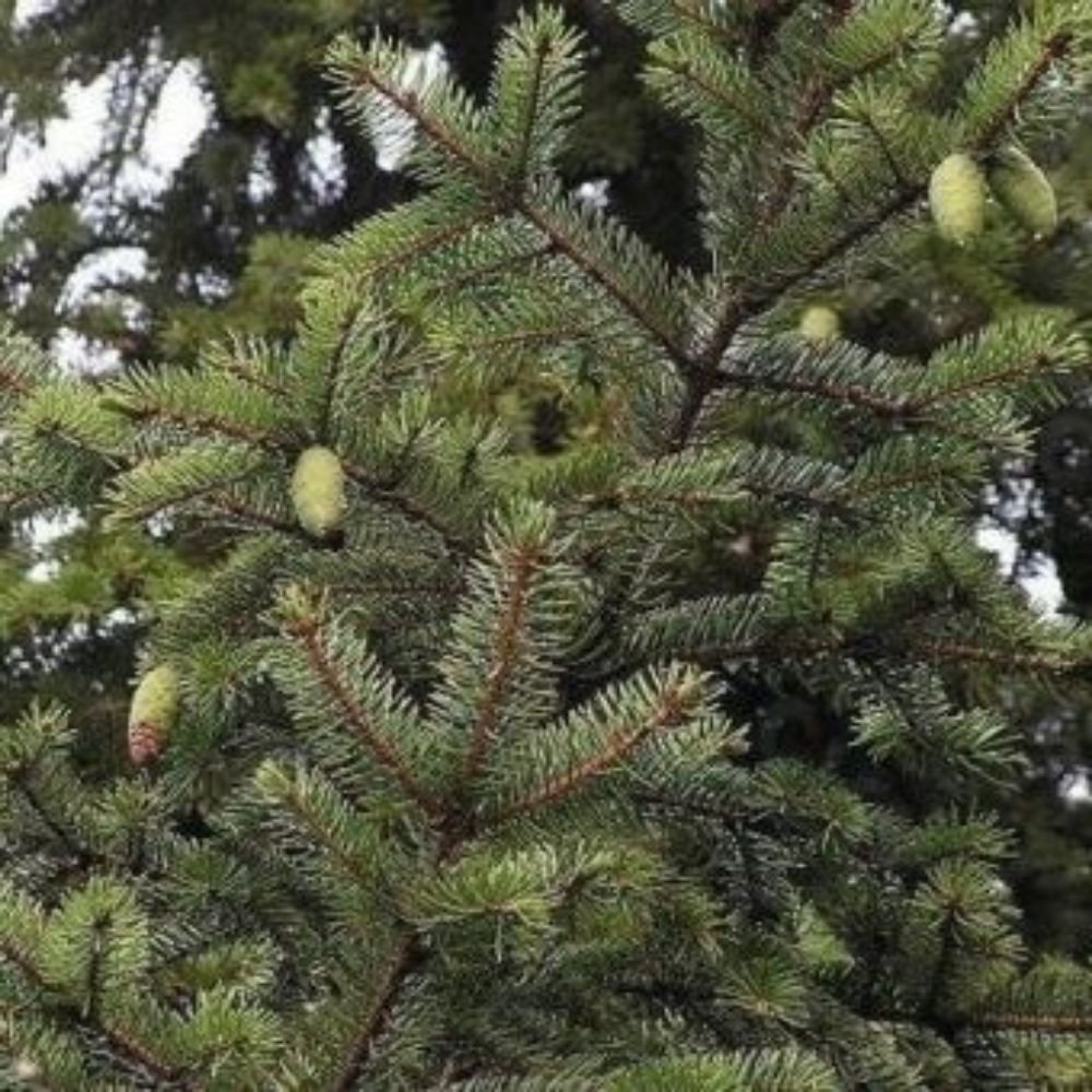 5 Picea Koraiensis Korean Spruce Tree Seeds For Planting #REG