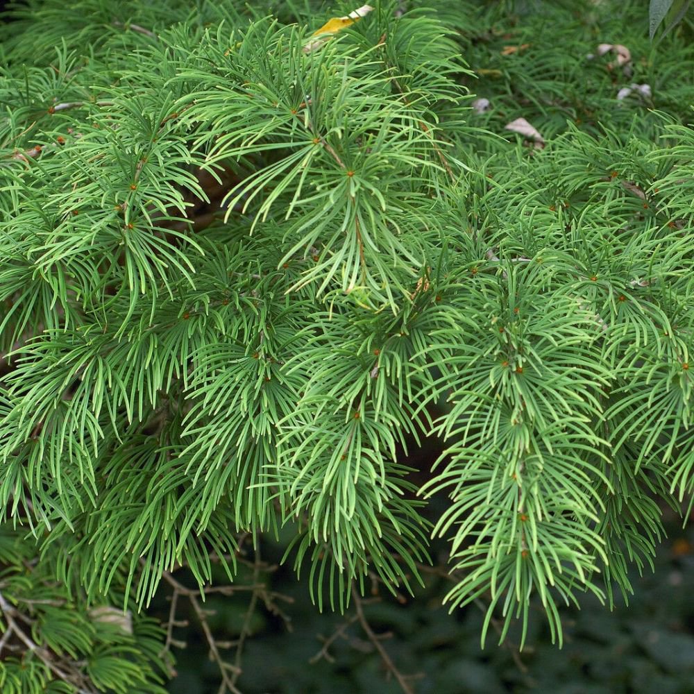 5 Pseudolarix Amabilis Unusual Tree Seeds For Planting #REG