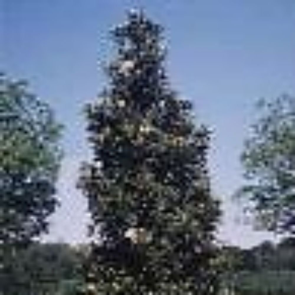 5 Magnolia Grandiflora Narrow Southern Magnolia Seeds For Planting #REG