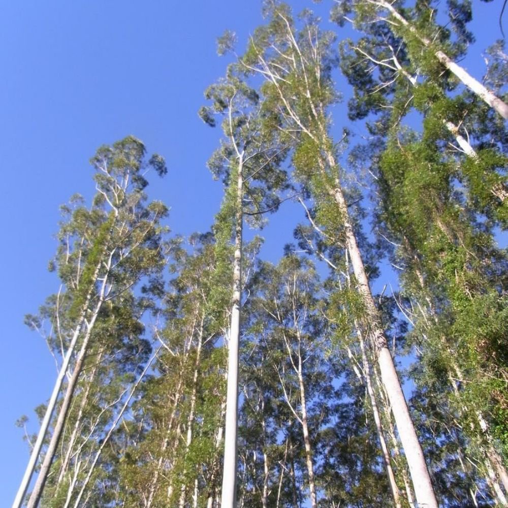 10 Eucalyptus Grandis Rose Gum Seeds For Planting #REG