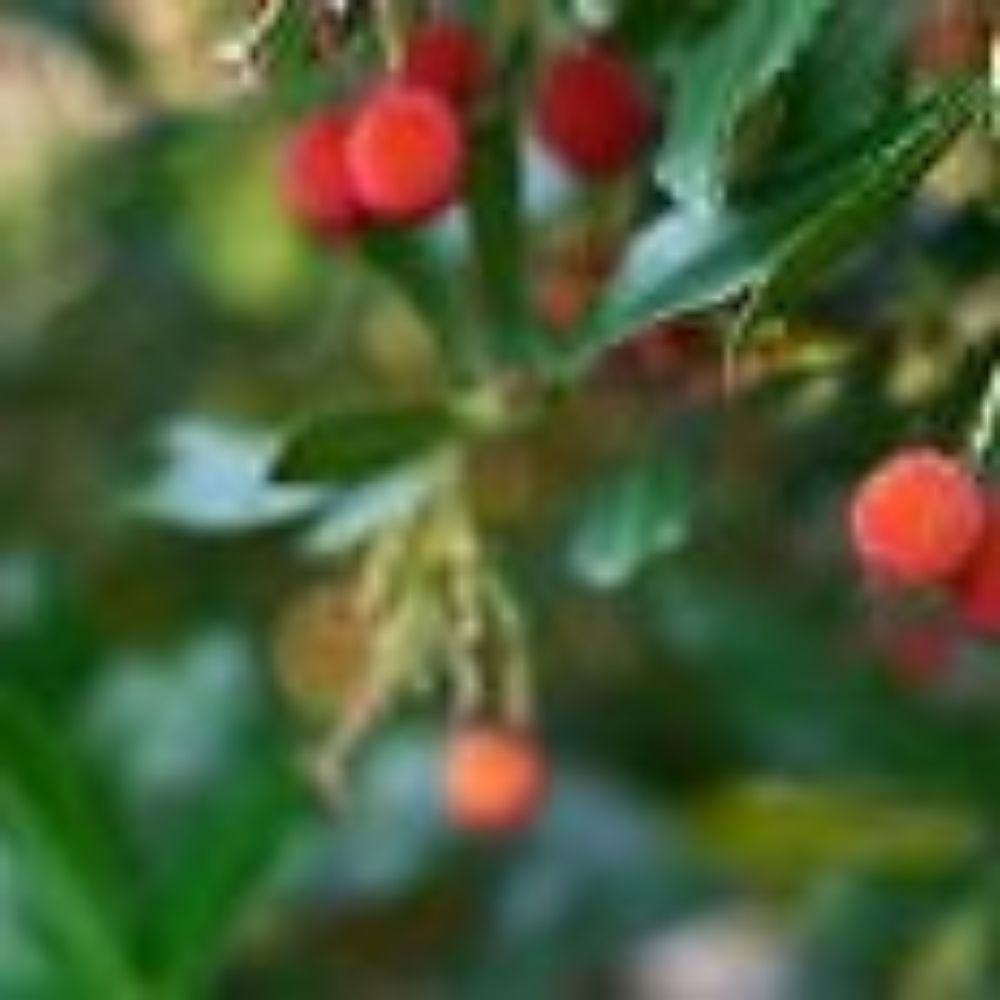 5 Arbutus Unedo Strawberry Tree Seeds For Planting #REG