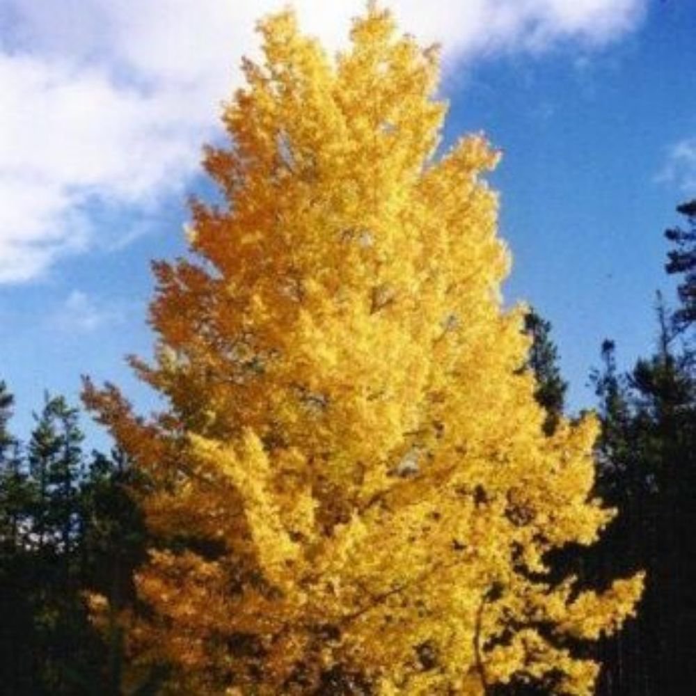 5 Populus Tremuloides Quaking Aspen Tree Seeds For Planting #REG