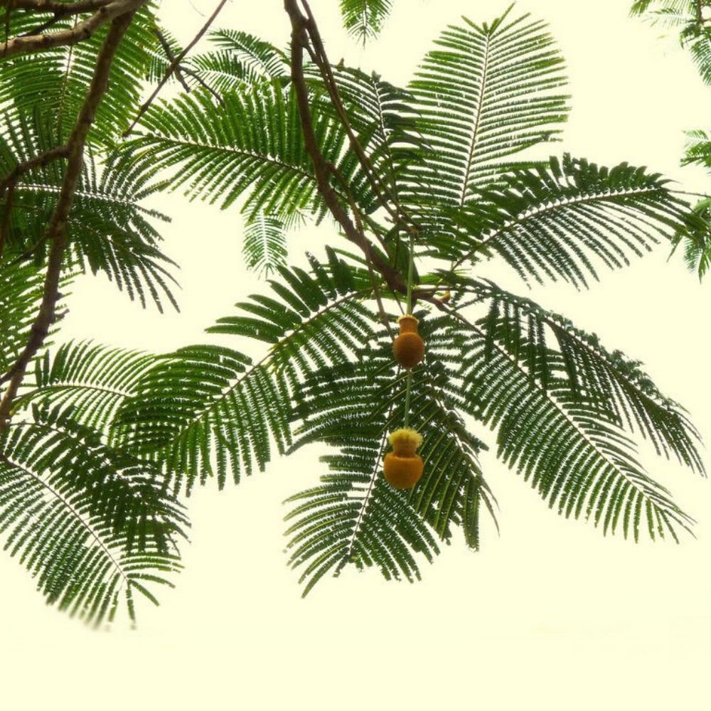 5 Parkia Roxburghii Tree Bean Seeds For Planting #REG