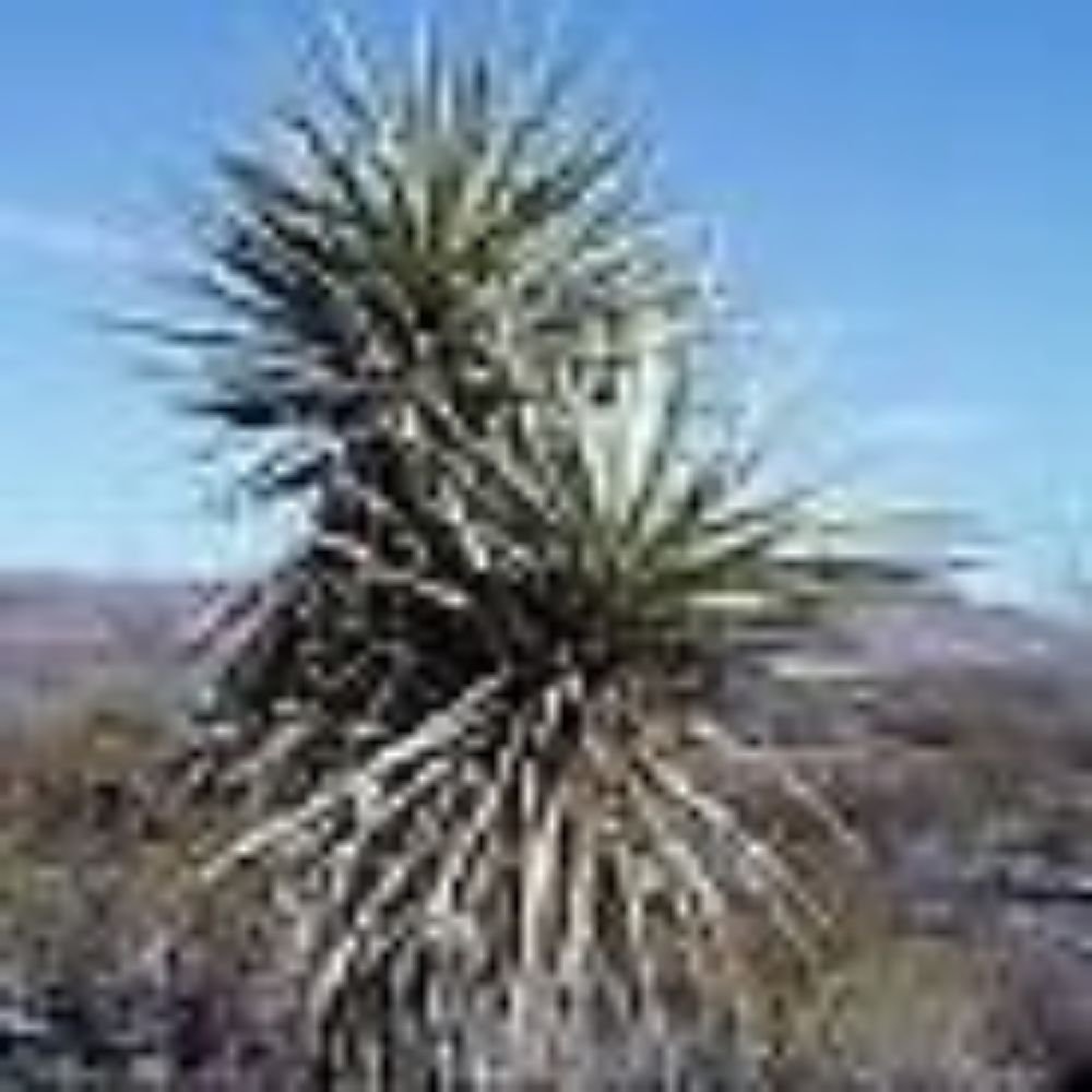 5 Yucca Glauca Rare Tree Form Plains Yucca Seeds For Planting #REG