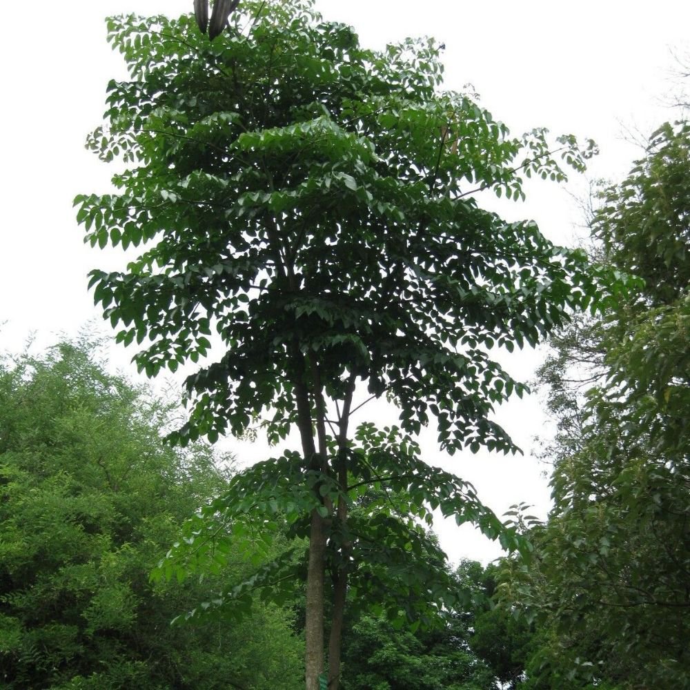 5 Oroxylum Indicum India Trumpet Flower Seeds For Planting #REG