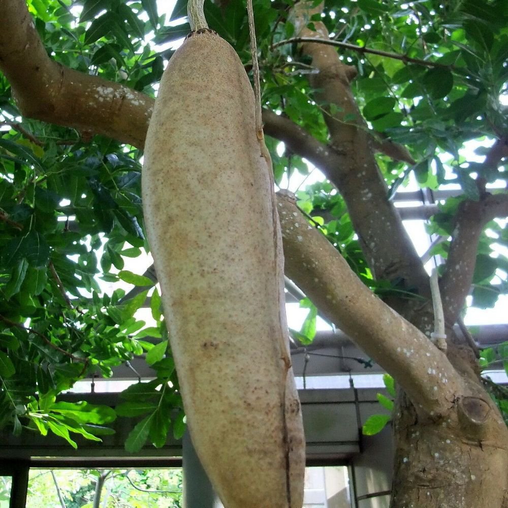 5 Kigelia Pinnata Sausage Tree Seeds For Planting #REG