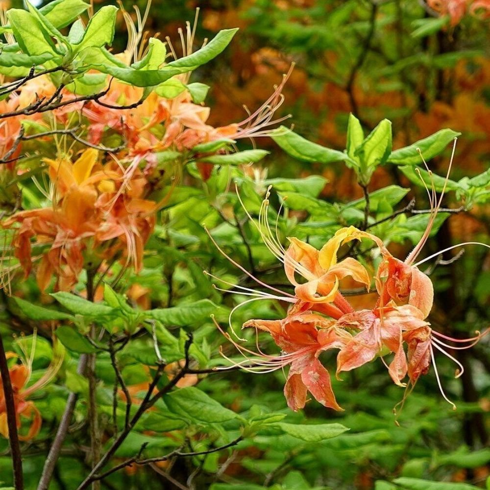 10 Rhododendron Calendulaceum Flame Azalea Seeds For Planting #REG