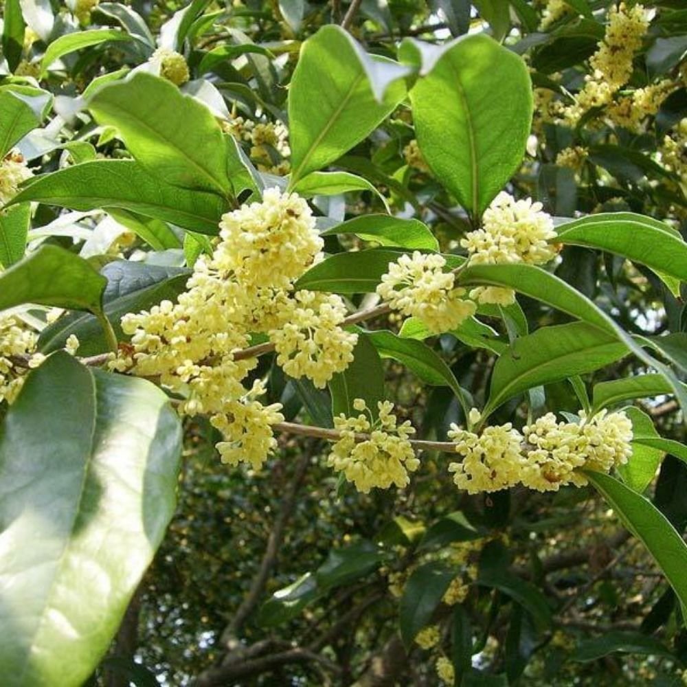 5 Osmanthus Fragrans Sweet Olive Shrub Seeds For Planting #REG