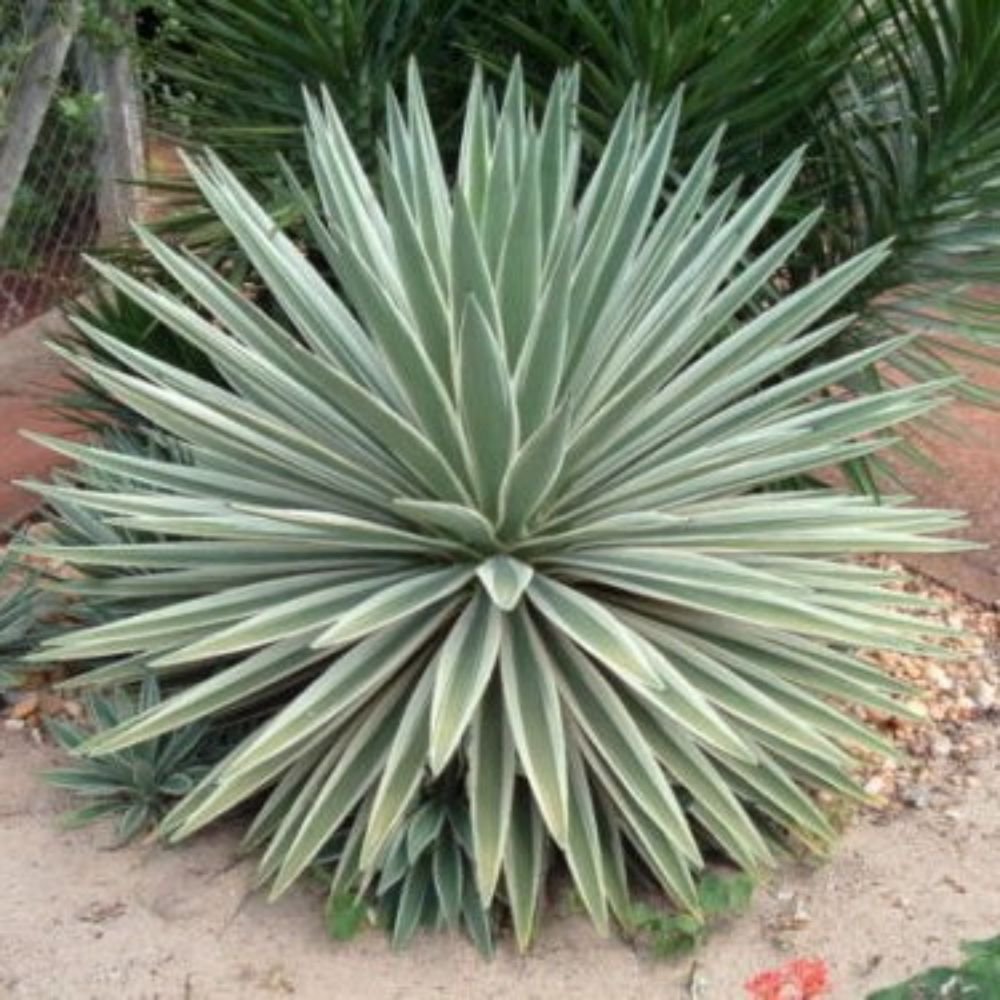 5 Agave Angustifolia Marginata Variegated Agave Seeds For Planting #REG