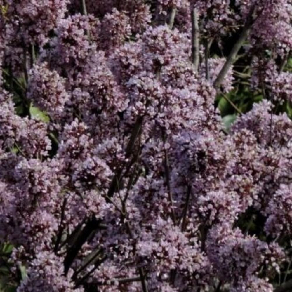 10 Desmodium Oojeinense Sandan Tree Seeds For Planting #REG