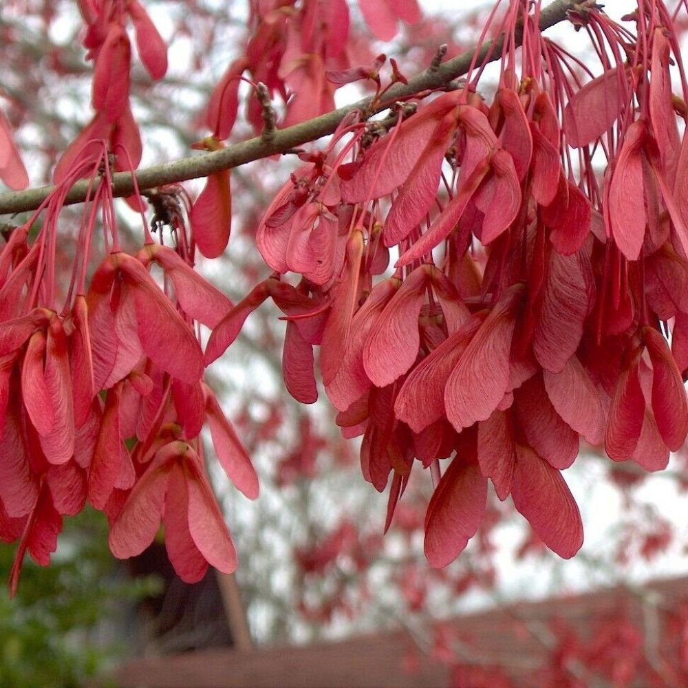 10 Acer Rubrum Var Drummondii Drummond's Red Maple Tree Seeds For Planting #REG
