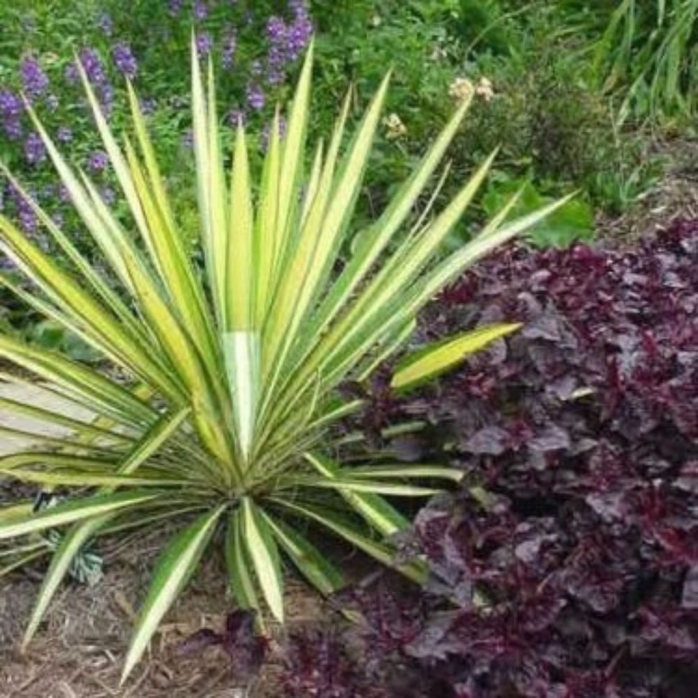 5 Yucca Filamentosa Variegated Adams Needle Yucca Seeds For Planting #REG
