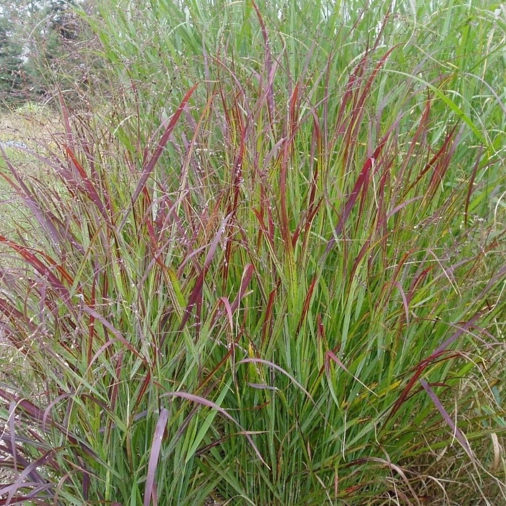 25 Panicum Virgatum Shenandoah Red Switchgrass Seeds For Planting #REG