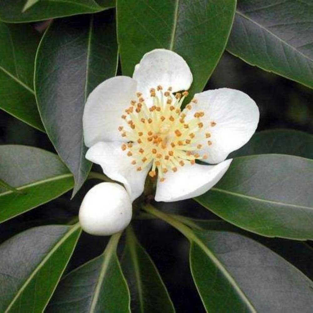 5 Schima Superba Unique Evergreen Tree Seeds For Planting #REG