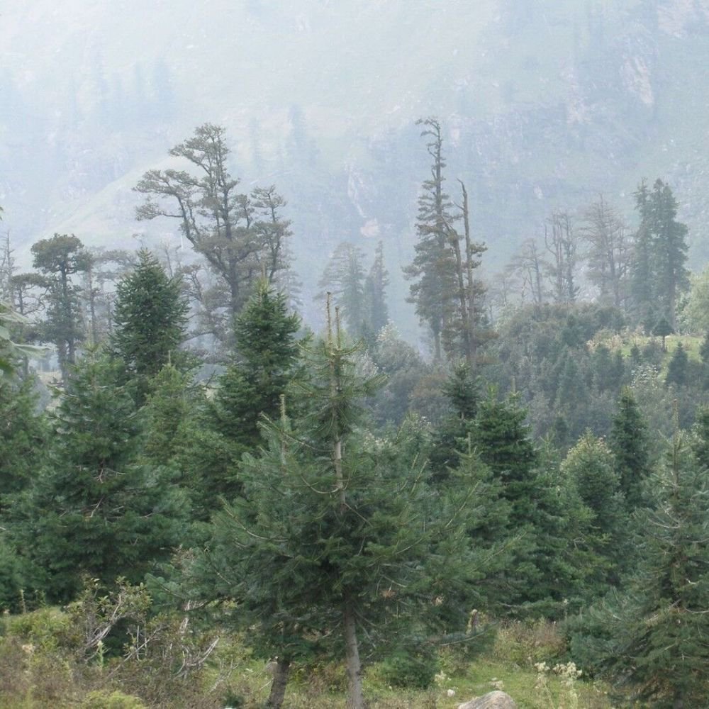 5 Abies Pindrow West Himalayan Fir Tree Seeds For Planting #REG