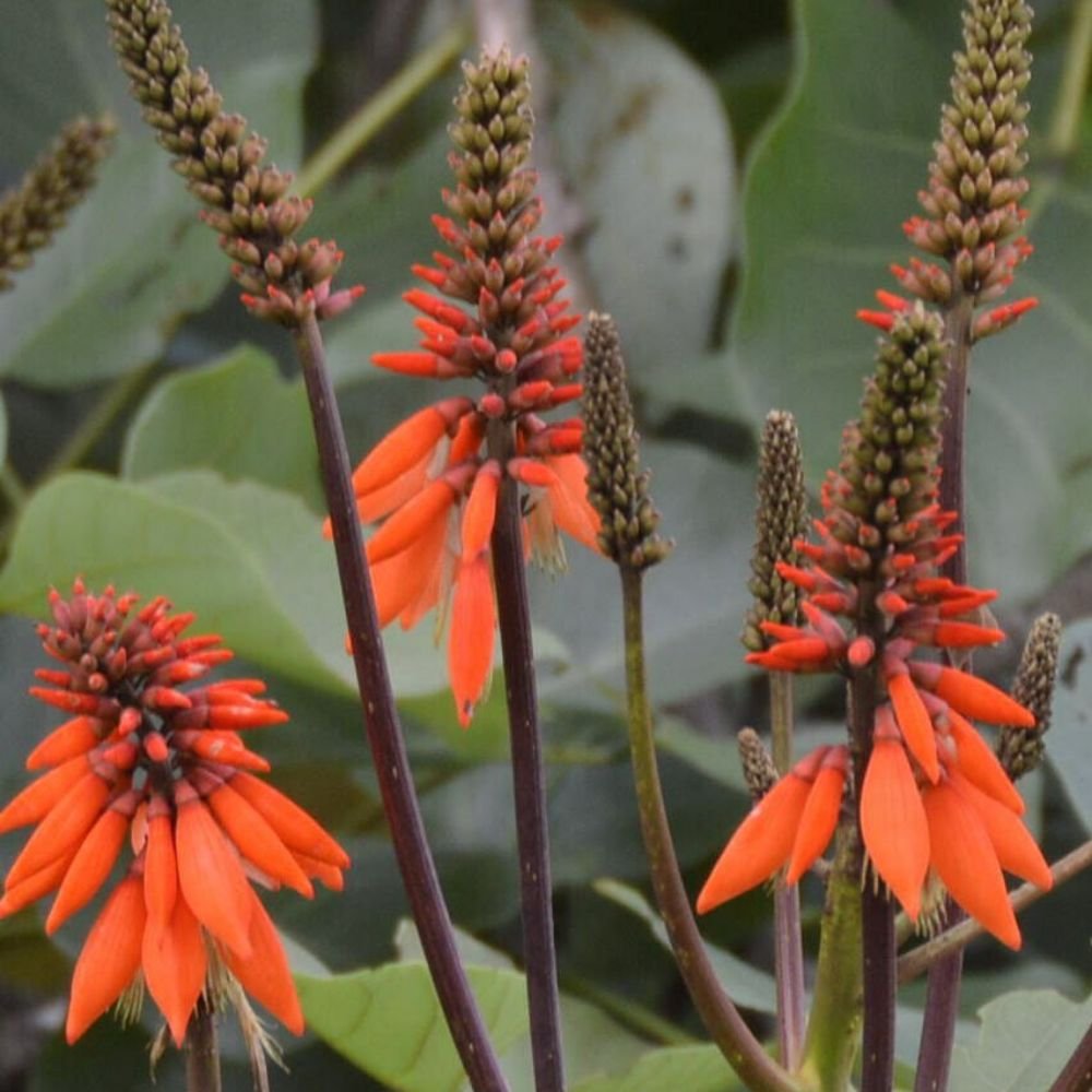 5 Erythrina Arborescens Coral Tree Seeds For Planting #REG